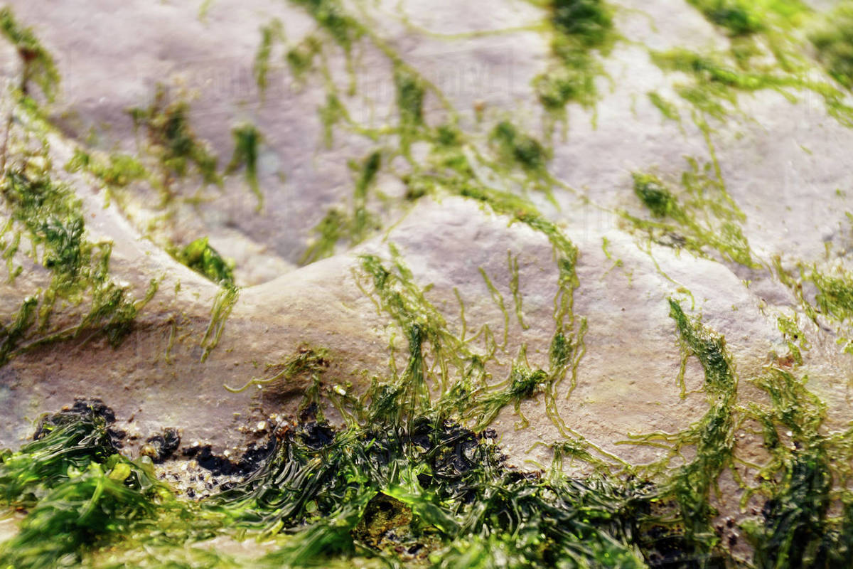 Beautiful wet algae on stone - Royalty-free Stock Photo | Dissolve