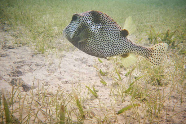 Amusing spotted drunk fish swimming on sandy depth in clean crystal ...