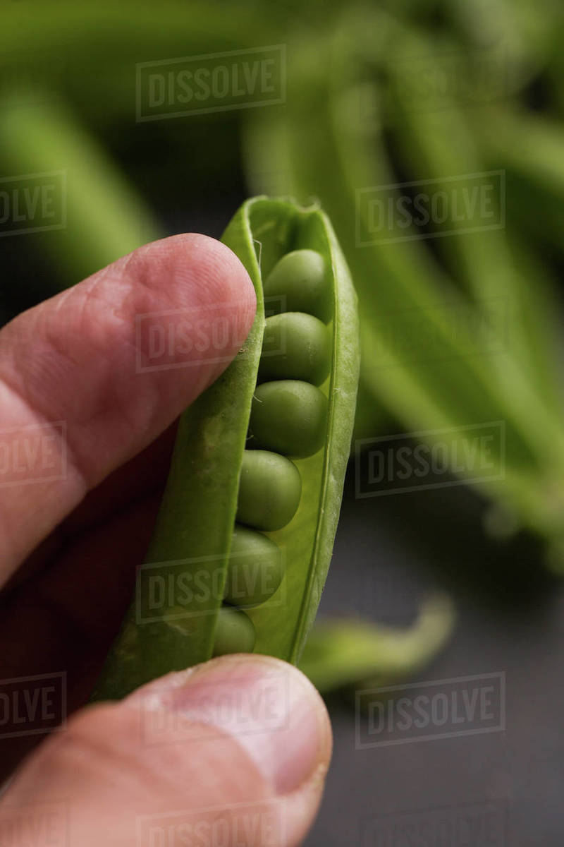 Fingers opening a pea pod - Royalty-free Stock Photo | Dissolve