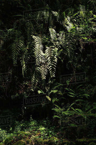 Woods and forest with various plants in Asturias, Spain - Royalty-free ...
