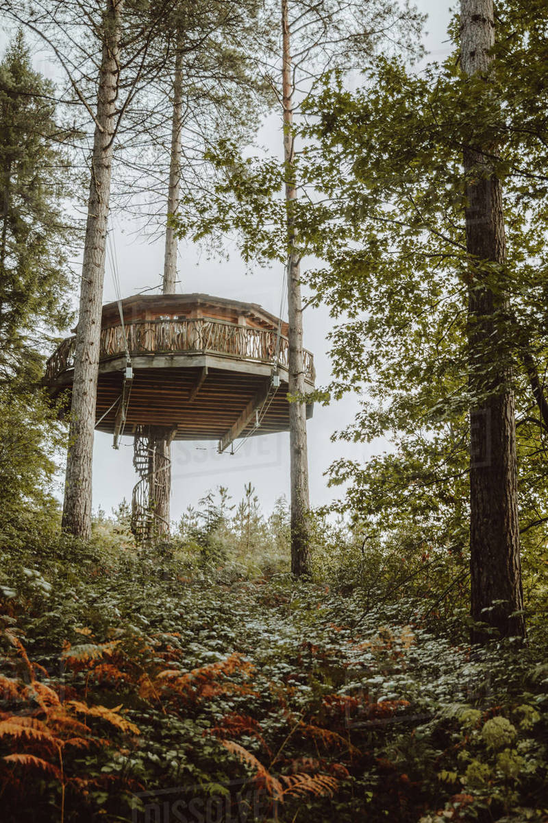Huge wooden house placed between pine trees above ground in woods in ...