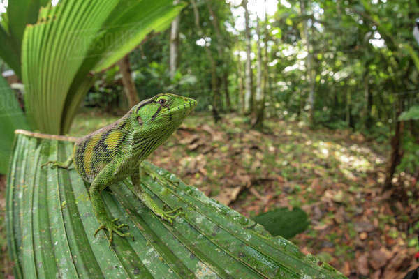 Closeup of Polychrus marmoratus lizard also known as Berthold bush ...