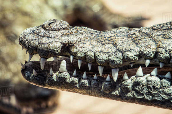 Closeup of maw of American alligator with pointed teeth and closed eyes ...