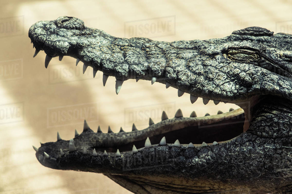 Closeup of open maw of American alligator with pointed teeth and closed ...