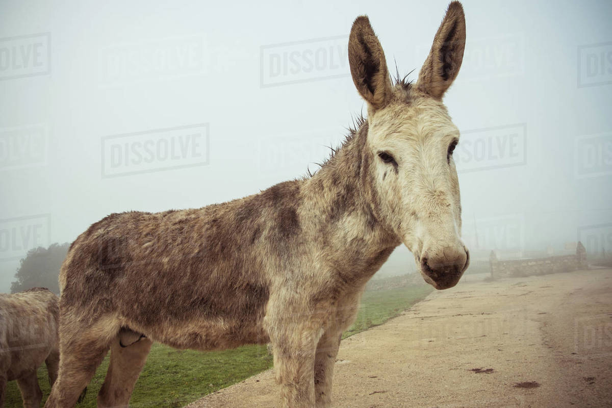 domestic donkey pasturing in green meadow and standing on road during ...
