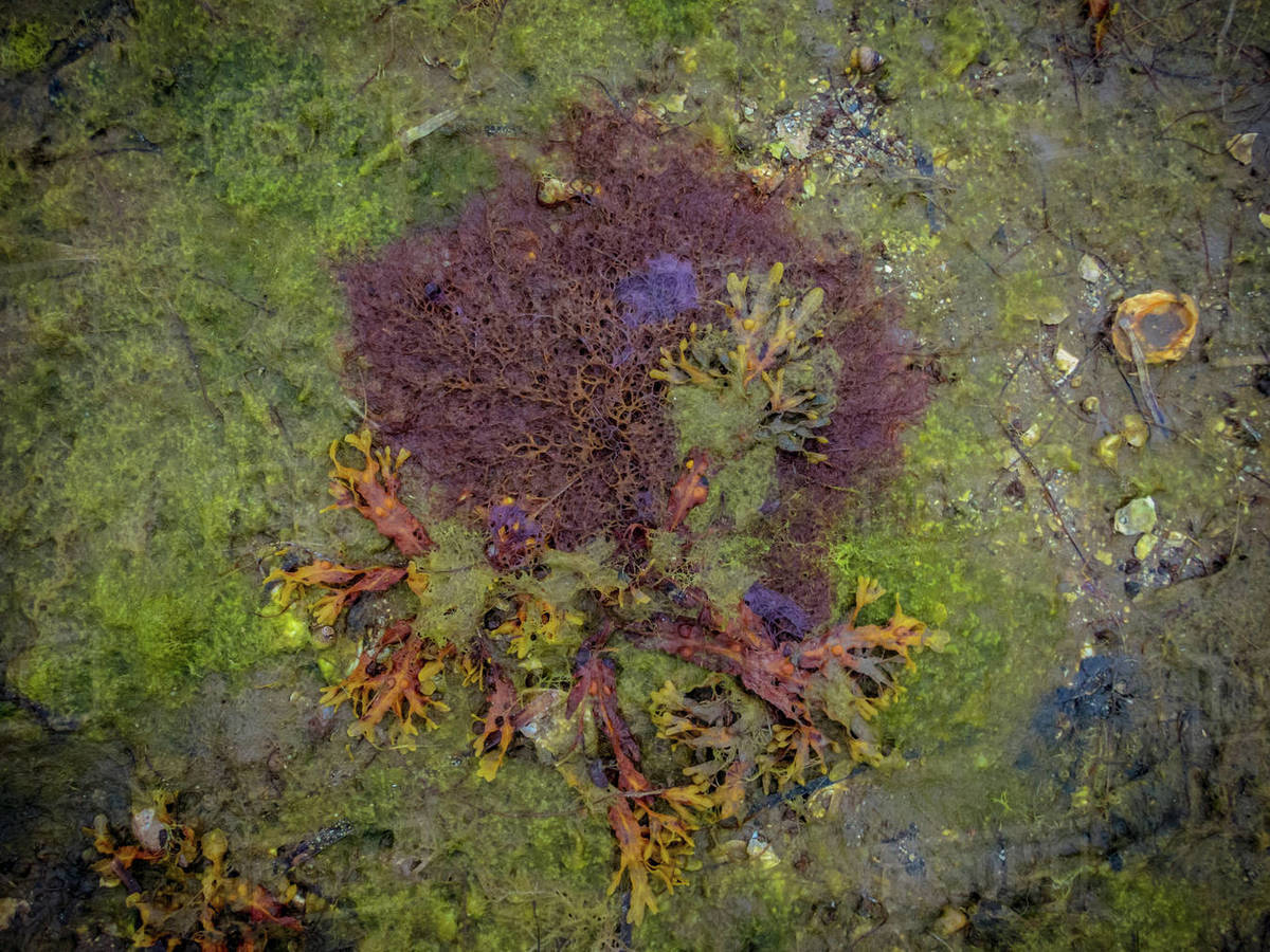 Top view of colorful seaweed with thin stalks and soft texture on shore ...