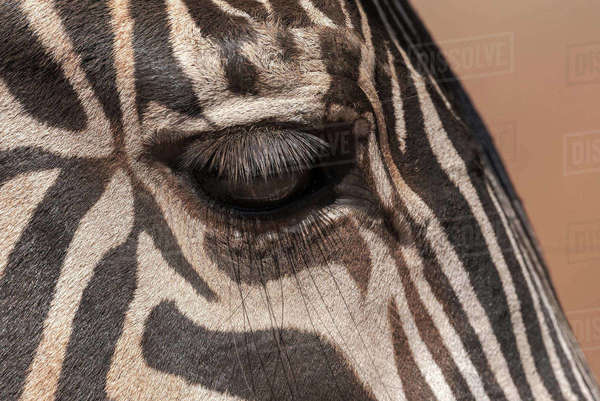 Closeup of muzzle of cute wild zebra with striped fur standing in ...