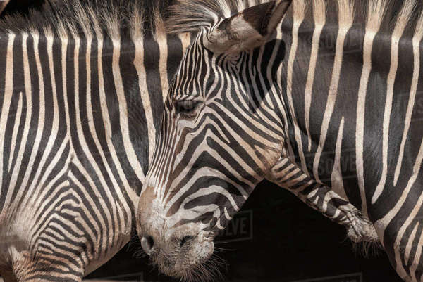 Closeup of muzzle of cute wild zebra with striped fur standing in ...