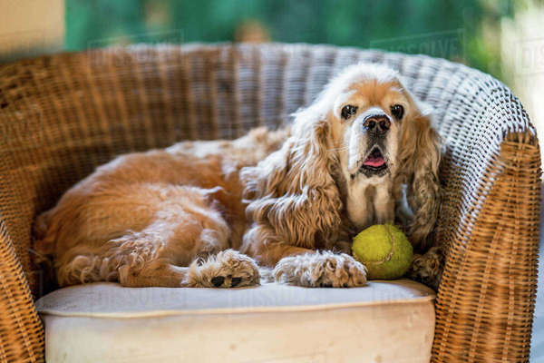 Closeup of cute sad Cocker Spaniel puppy lying on chair with green ...