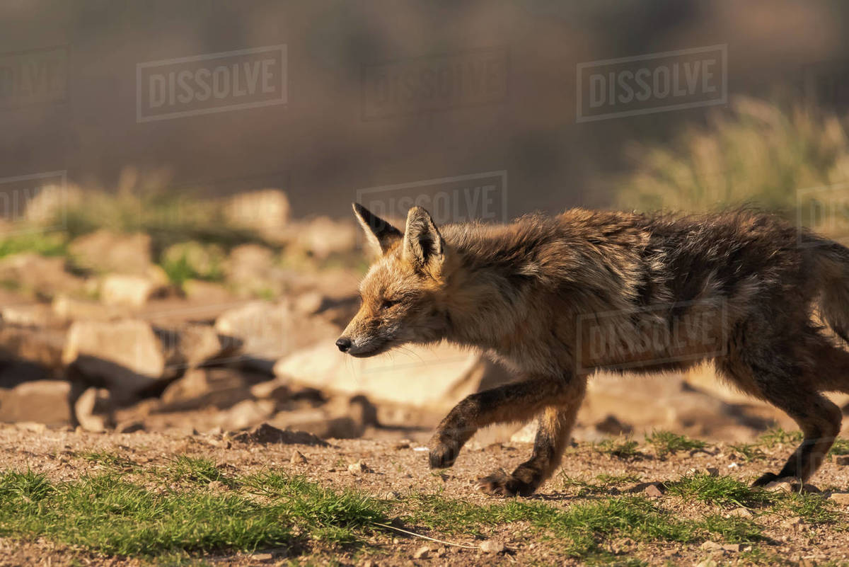 Lovely fox in the field - Royalty-free Stock Photo | Dissolve