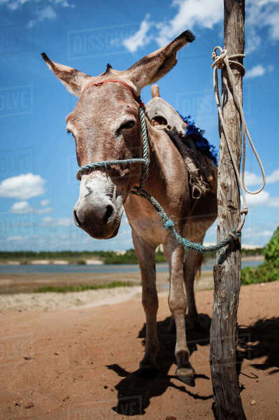 Close-up of a donkey tied to a pole - Royalty-free Stock Photo | Dissolve