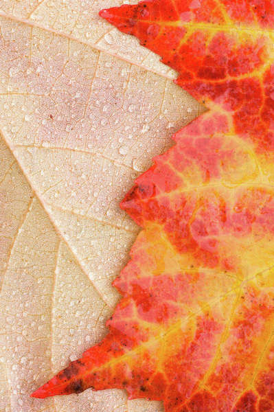 Closeup of a pair of Scarlet maple Acer rubrum leaves as they turn ...