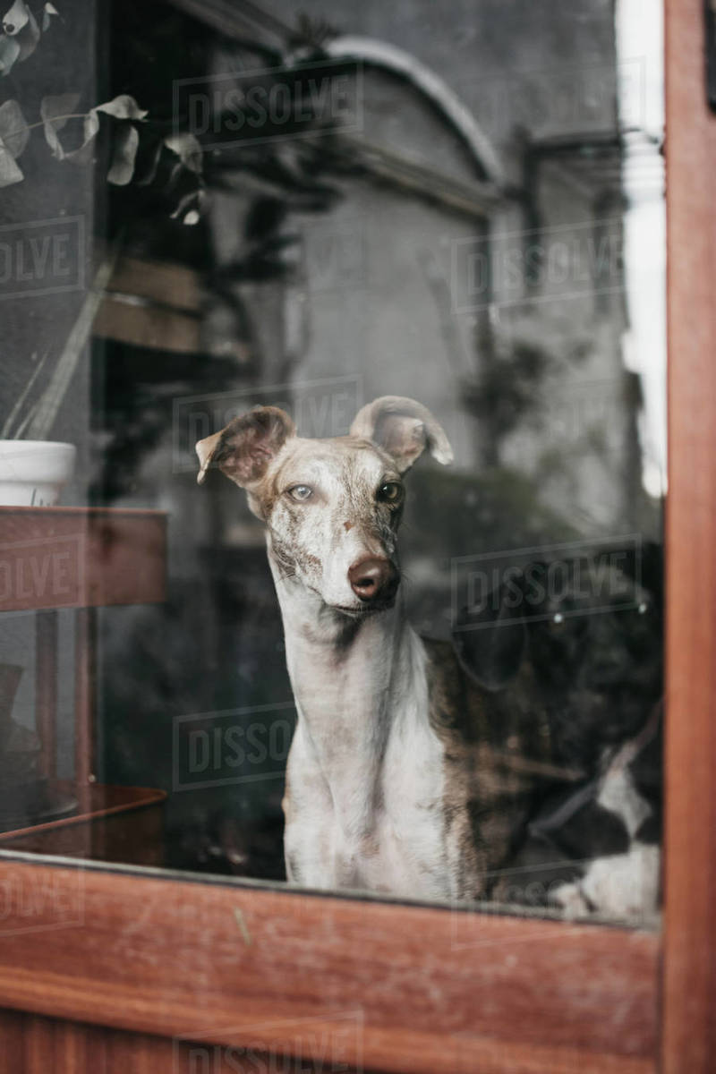 Adorable Spanish greyhounds staring at camera while sitting behind ...