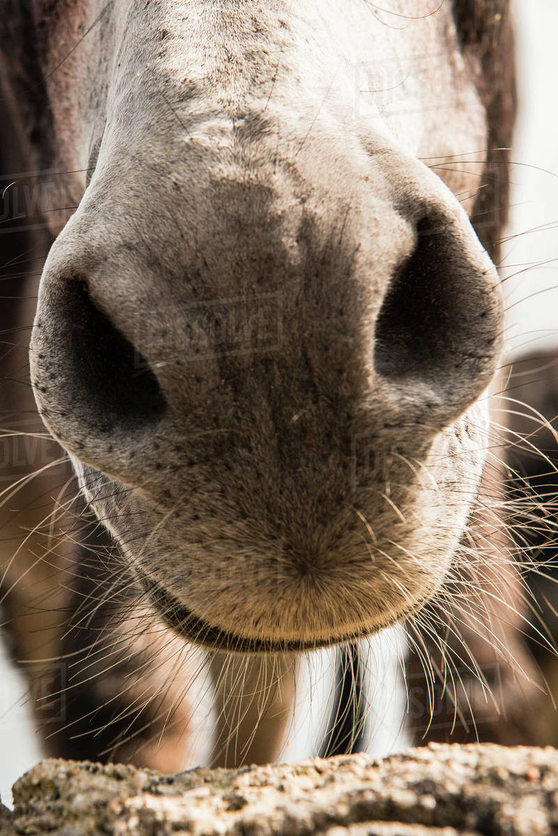 crop donkey nose standing at cloudy background - Royalty-free Stock ...