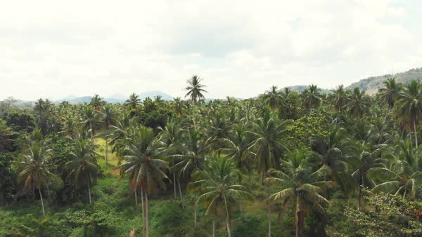 Top view aerial shot of the palm trees - Stock Video Footage - Dissolve