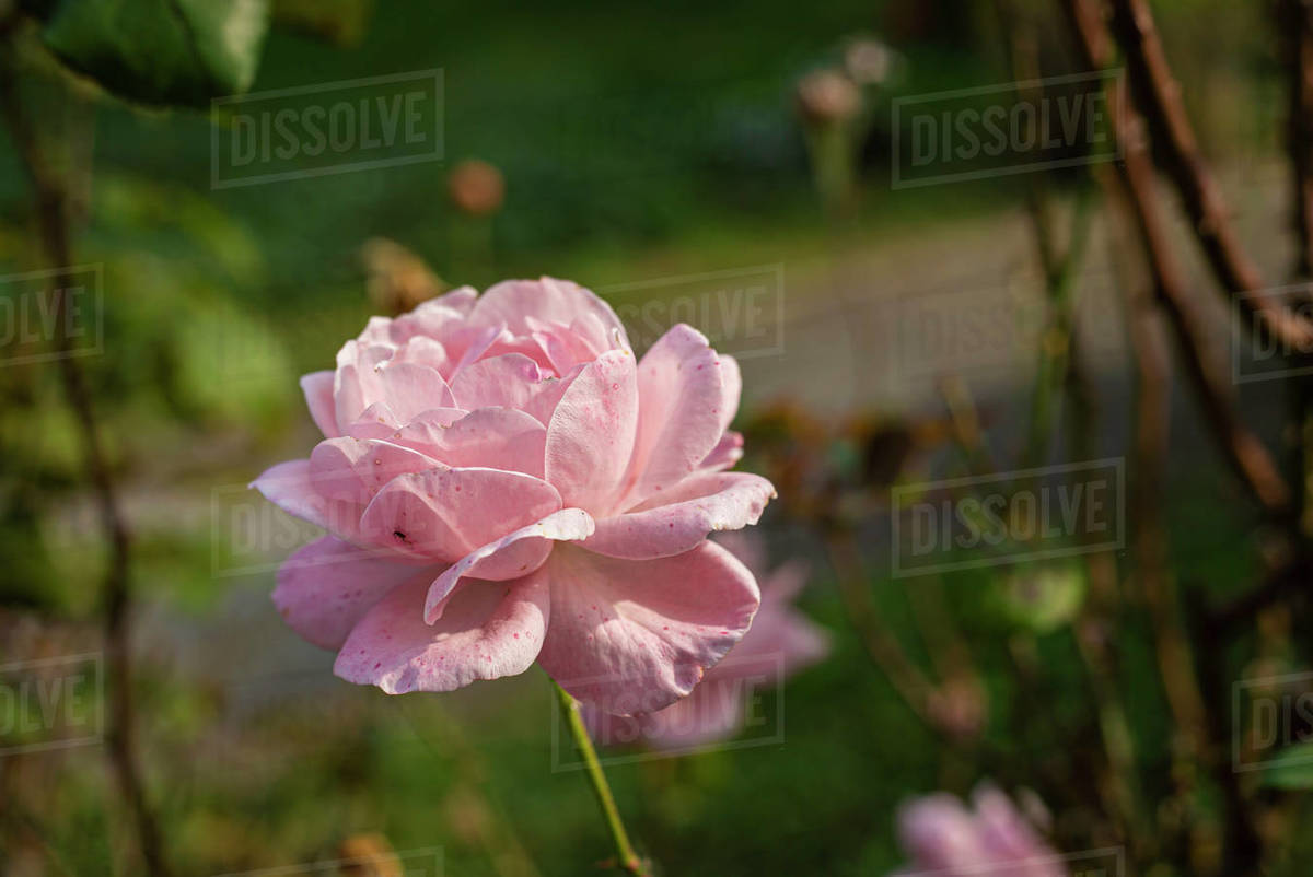 Blooming rose in the garden in spring time - Royalty-free Stock Photo ...