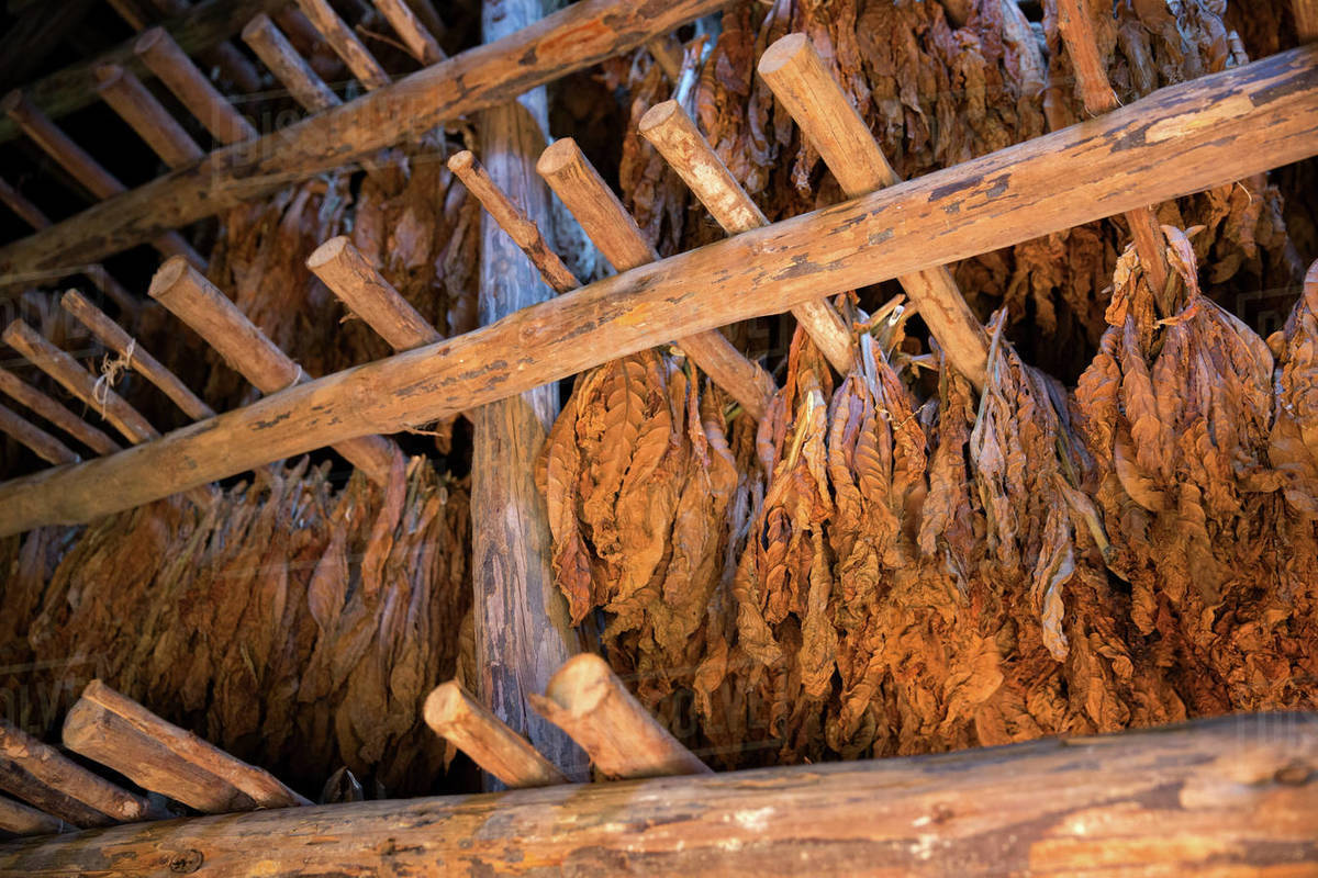 Tobacco farm for Cuban cigars in Vinales, Cuba, West Indies, Caribbean ...