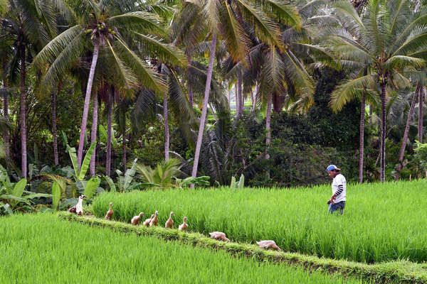 Green rice fields on the Sari Organic Walk in Ubud, Bali, Indonesia ...
