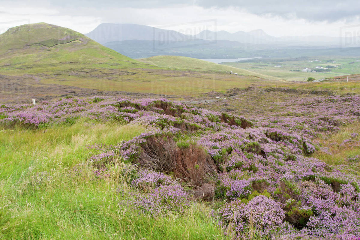 Heather-filled fields near Dunfanaghy, County Donegal, Ulster, Republic ...