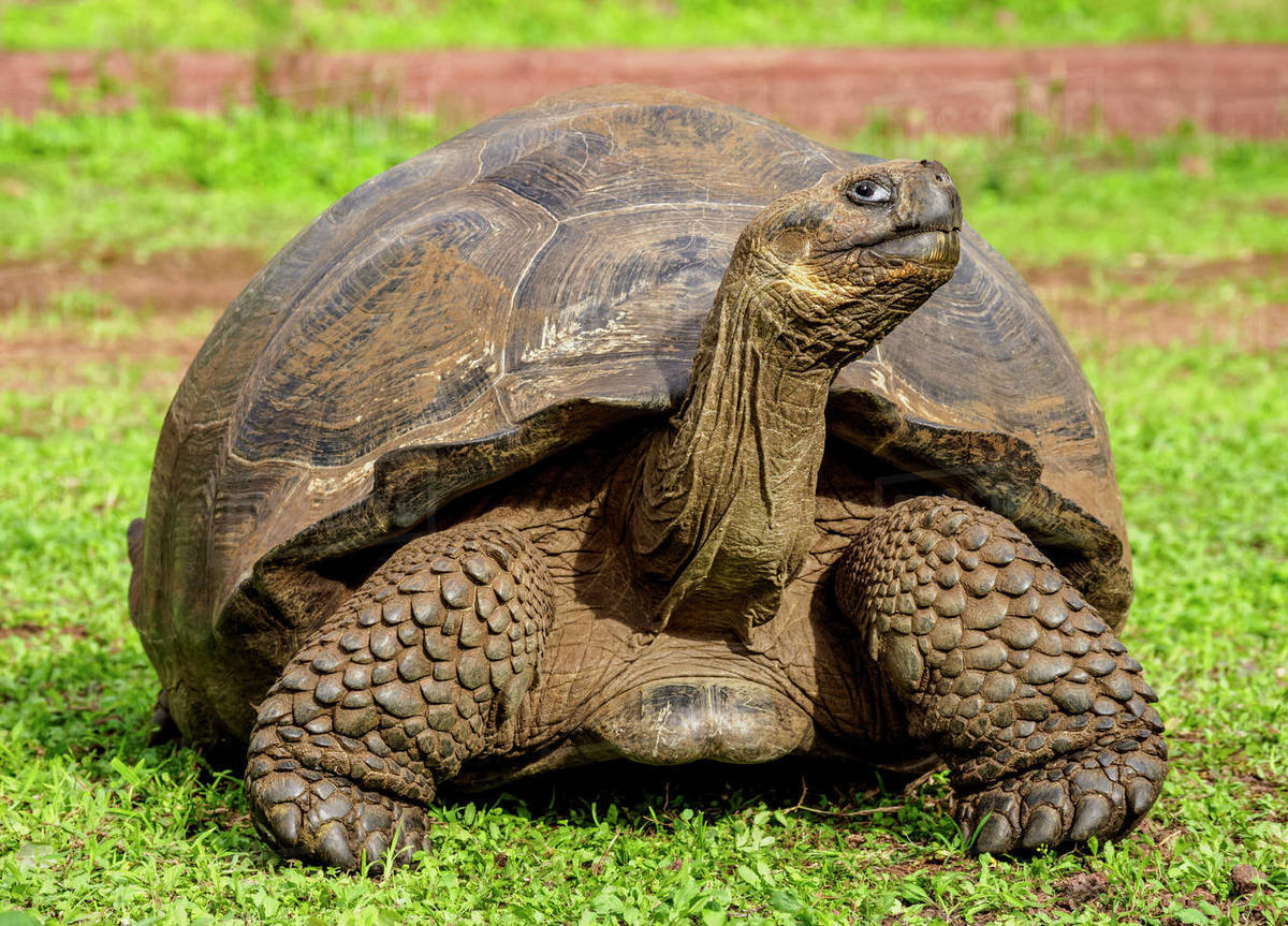 Giant Tortoise, El Chato, Highlands of Santa Cruz (Indefatigable ...