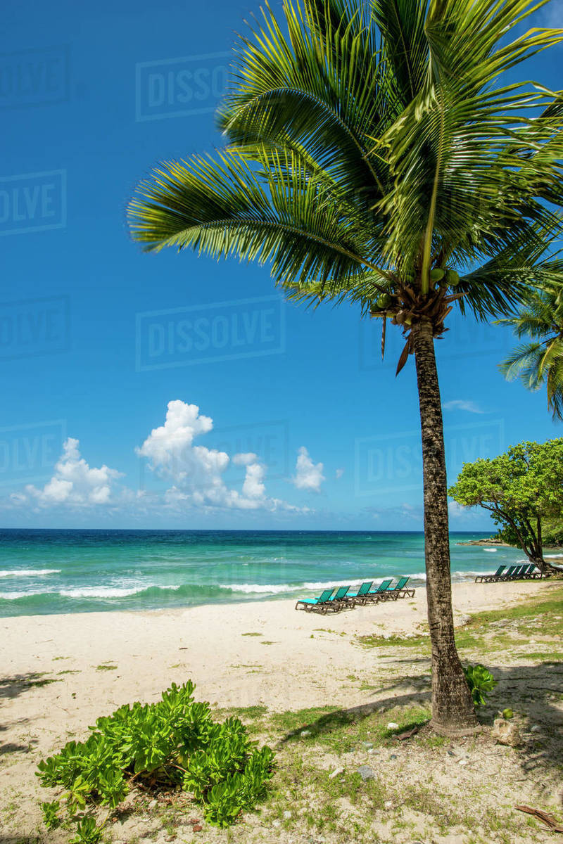 Palm tree at Carambola Beach Resort in Saint Croix, US Virgin Islands ...