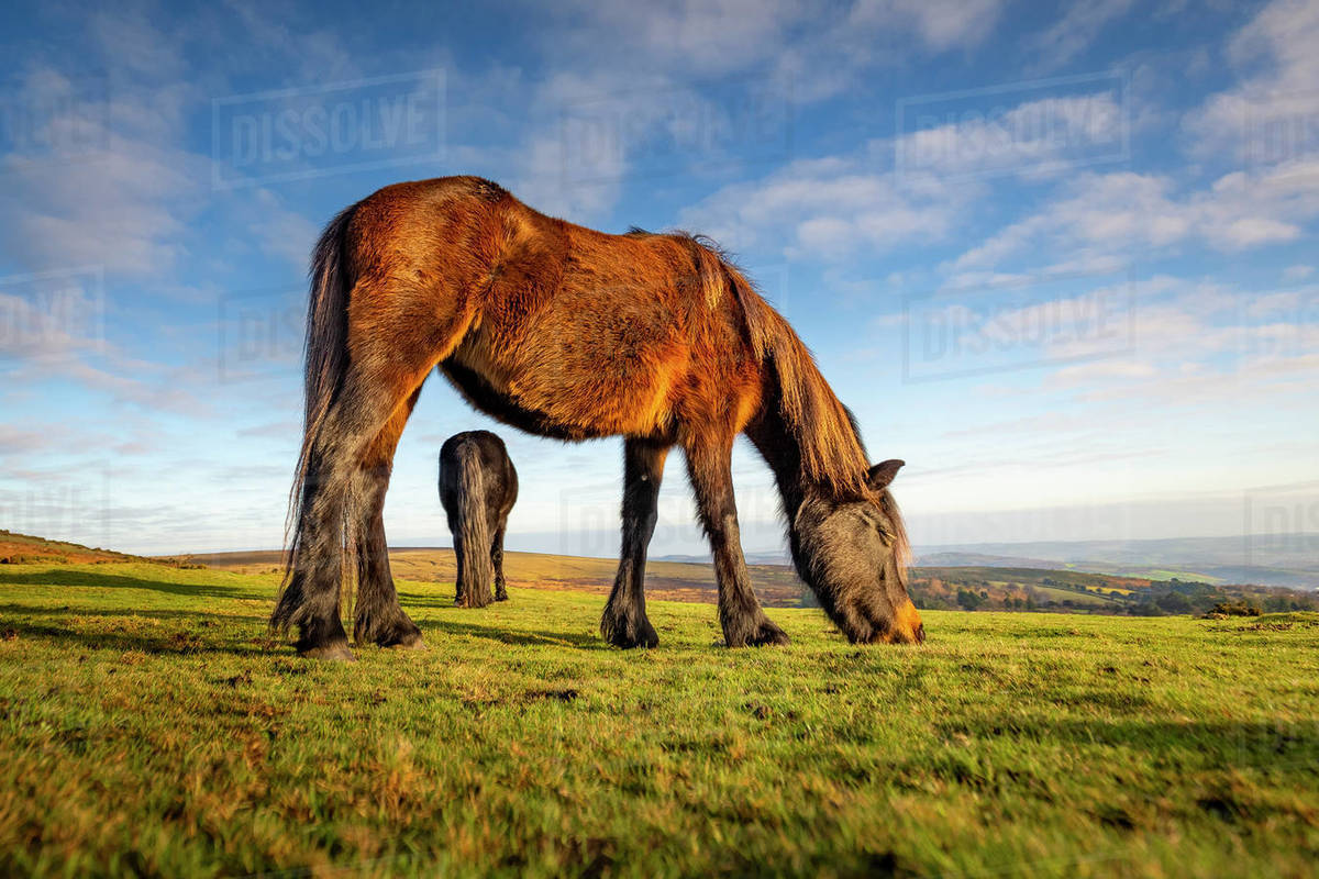 Ponies grazing in Dartmoor National Park, England, Europe - Royalty ...