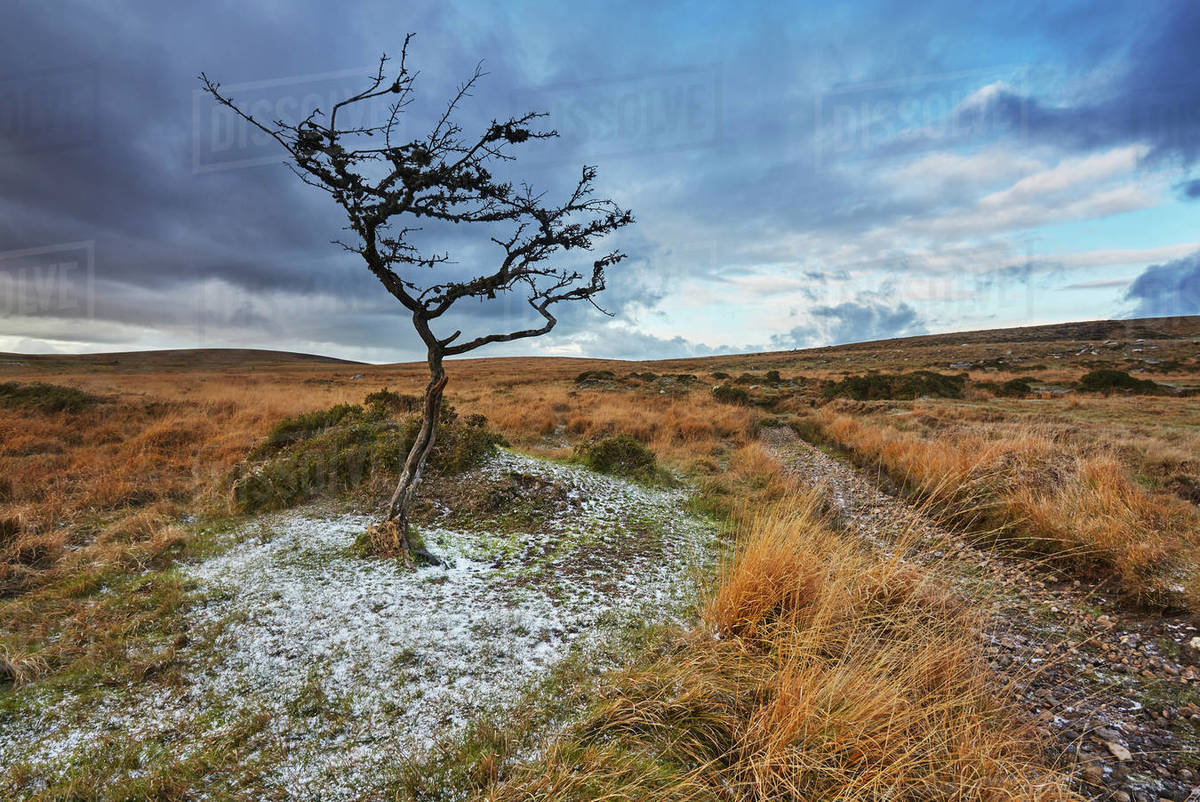 An autumnal view of a wind-gnarled hawthorn tree, on moorland on ...