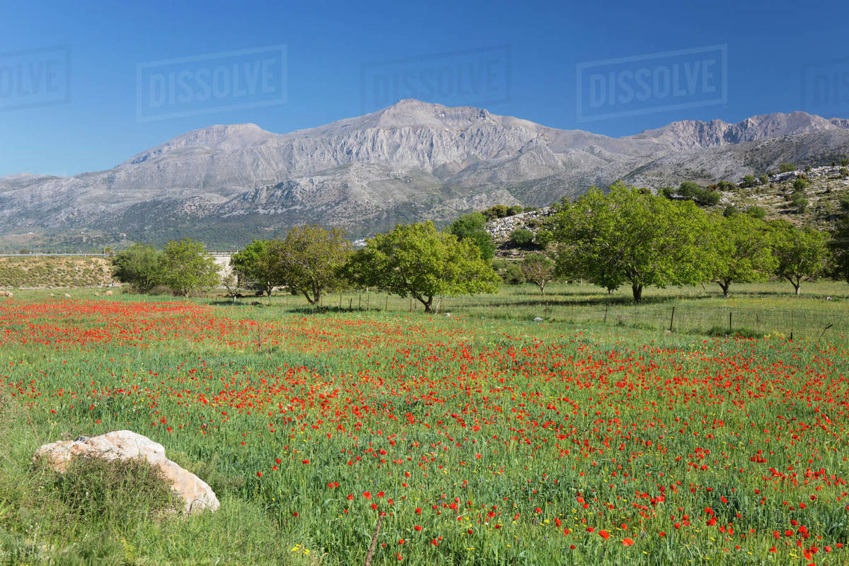 View across field of wild poppies to Mount Dikti, near Tzermiado ...