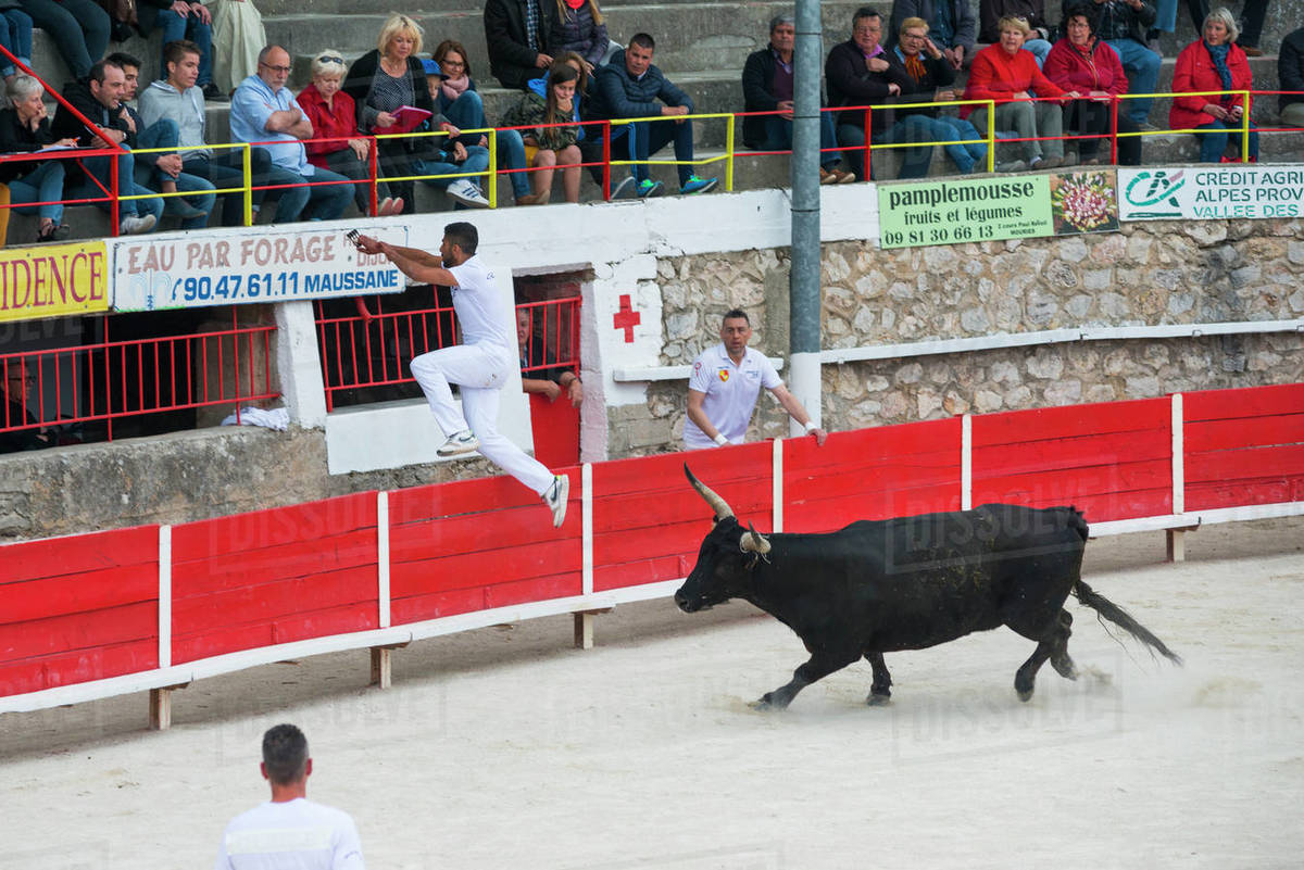 Camargue Bull running, Camargue, Rhone, France, Europe - Royalty-free ...
