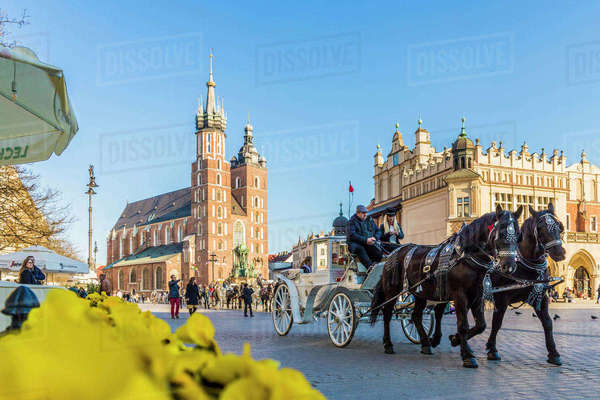 St. Mary's Basilica in the main square in the medieval old town of ...