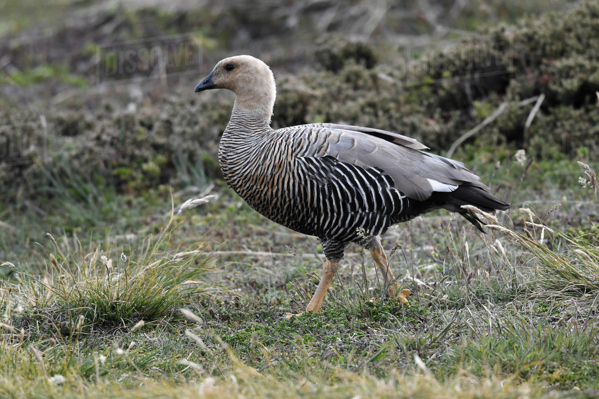 Female upland goose (Chloephaga picta) in its grassland habitat ...