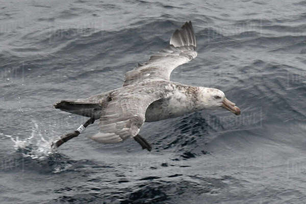 Female northern giant petrel (Macronectes halli), ringed on South ...