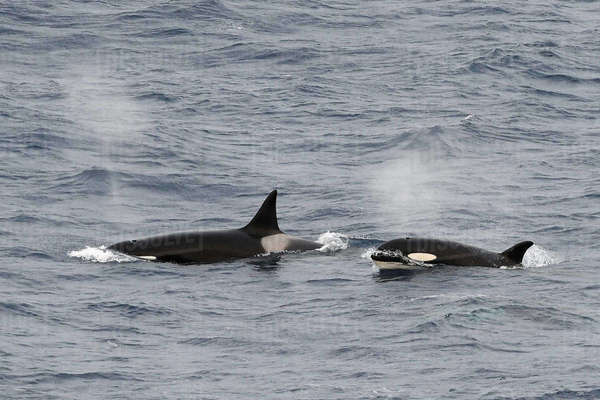 Two Type A orcas (Orcinus orca) surfacing together in the Southern ...