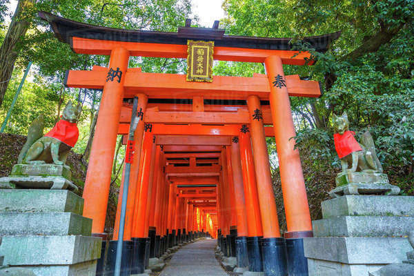 Thousand vermilion torii gates of the Shinto sanctuary of Fushimi Inari ...