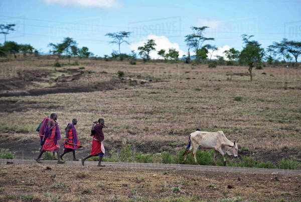 Maasai following a cow, Tanzania, East Africa, Africa - Royalty-free ...