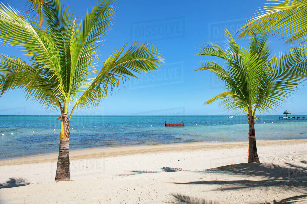 Palm trees and beach, Roatan, Honduras, Caribbean, Central America ...