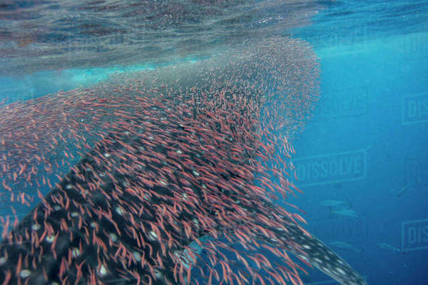 Whale shark (Rhincodon typus) vertical suction feeding on a shoal of ...