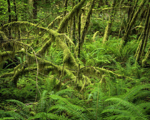 Hoh Rainforest, Olympic National Park, UNESCO World Heritage Site ...