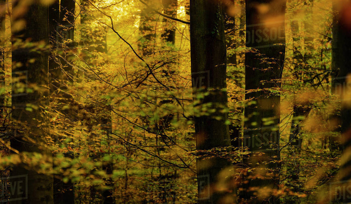 Common beech trees (Fagus sylvatica), autumn colour, Kent, England ...