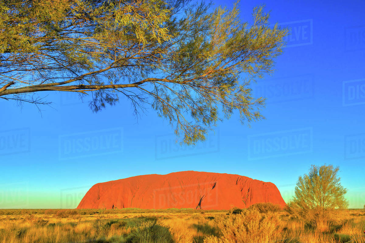 The bush vegetation in winter (dry season) frames the iconic red ...