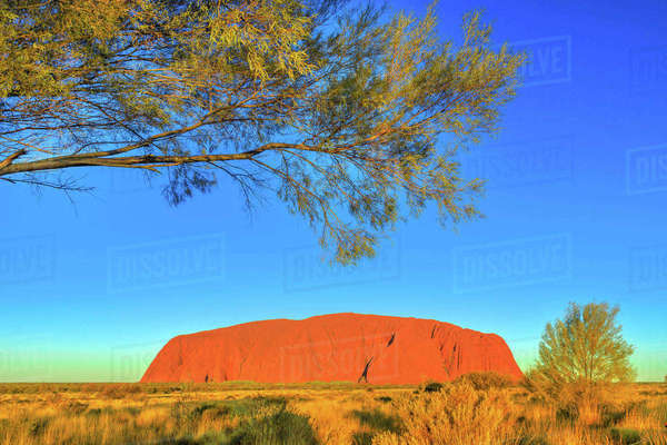 The bush vegetation in winter (dry season) frames the iconic red ...
