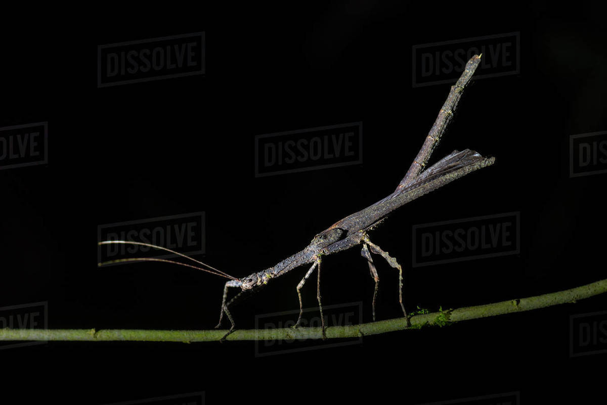 Stick Insect (Phasmatodea) (Walking Stick Insect), Boca Tapada ...