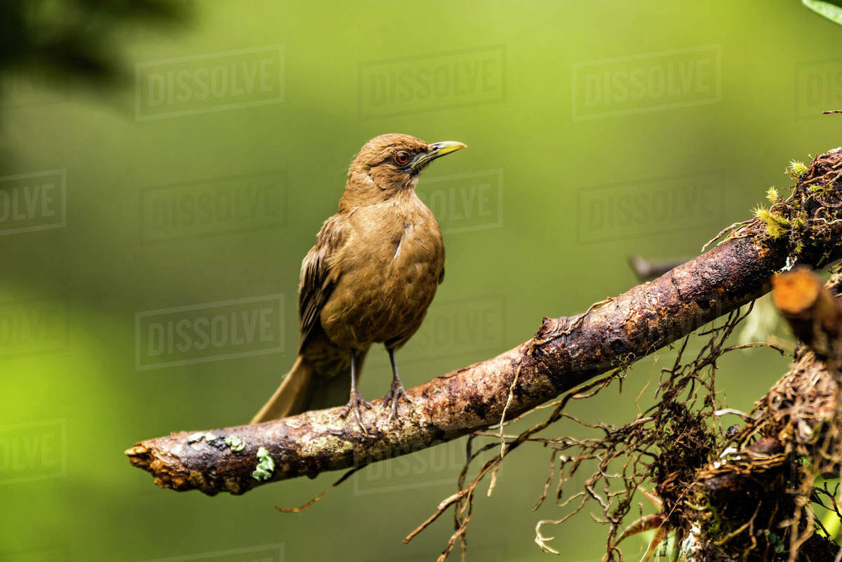 Clay-colored Thrush (Turdus grayi), San Gerardo de Dota, San Jose ...