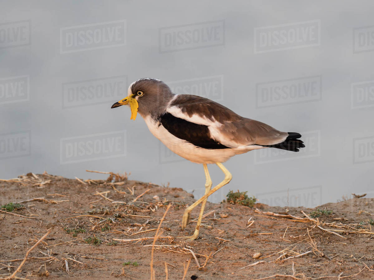 An adult white-crowned lapwing (Vanellus albiceps), on the upper ...