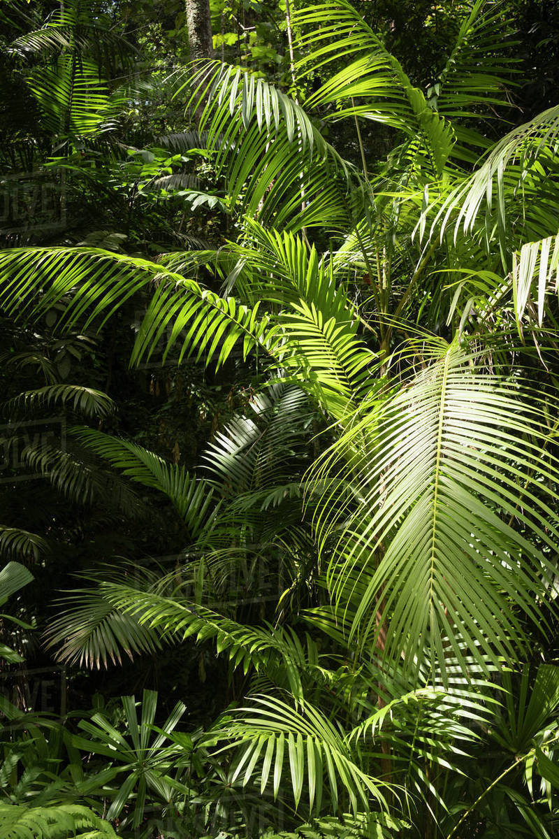 Flora in the ten million year old rain forest in Langkawi, Malaysia ...