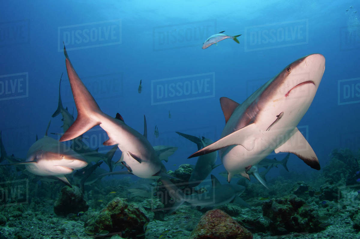 School of Caribbean reef shark (Carcharhinus perezi), scuba diving at ...
