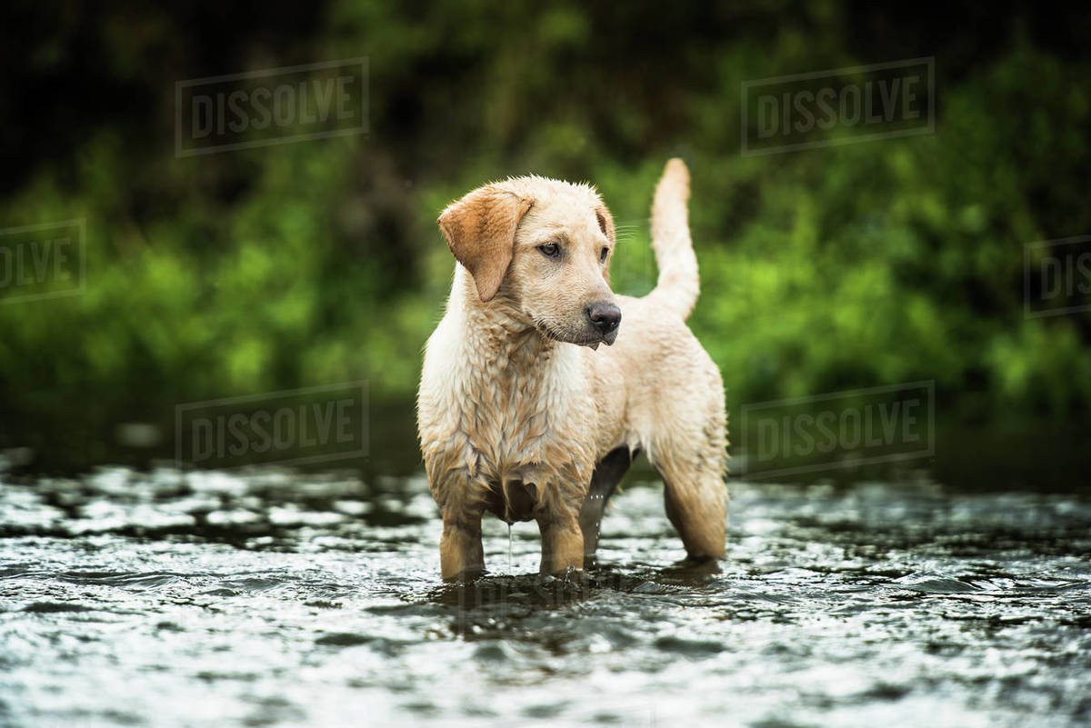 Golden Labrador standing in a shallow river looking away from the ...