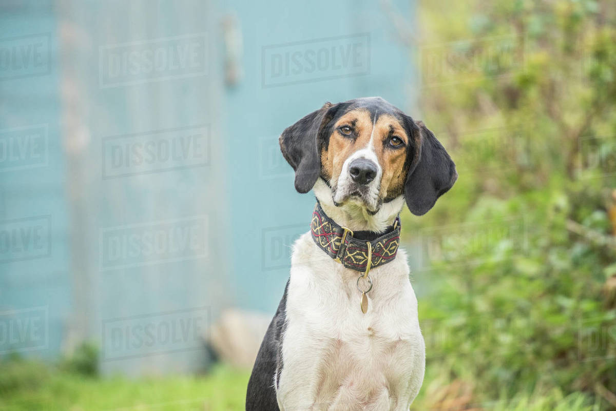 Portrait of a Beagle sitting looking at the camera, United Kingdom ...