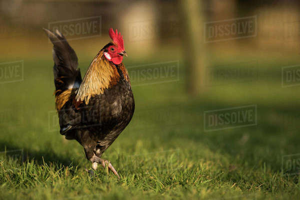 Cockerel in grass, United Kingdom, Europe - Royalty-free Stock Photo ...