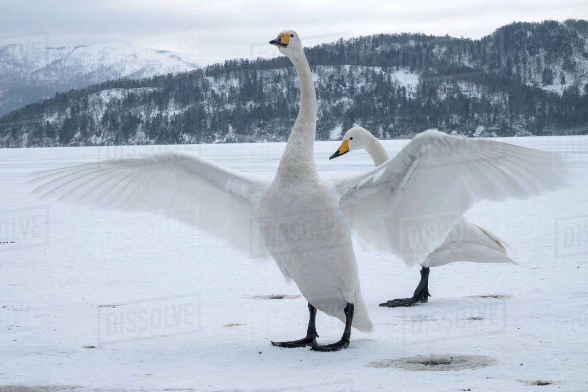 Hooper swan wing span, Lake Kussharo, Akan National Park, Hokkaido ...